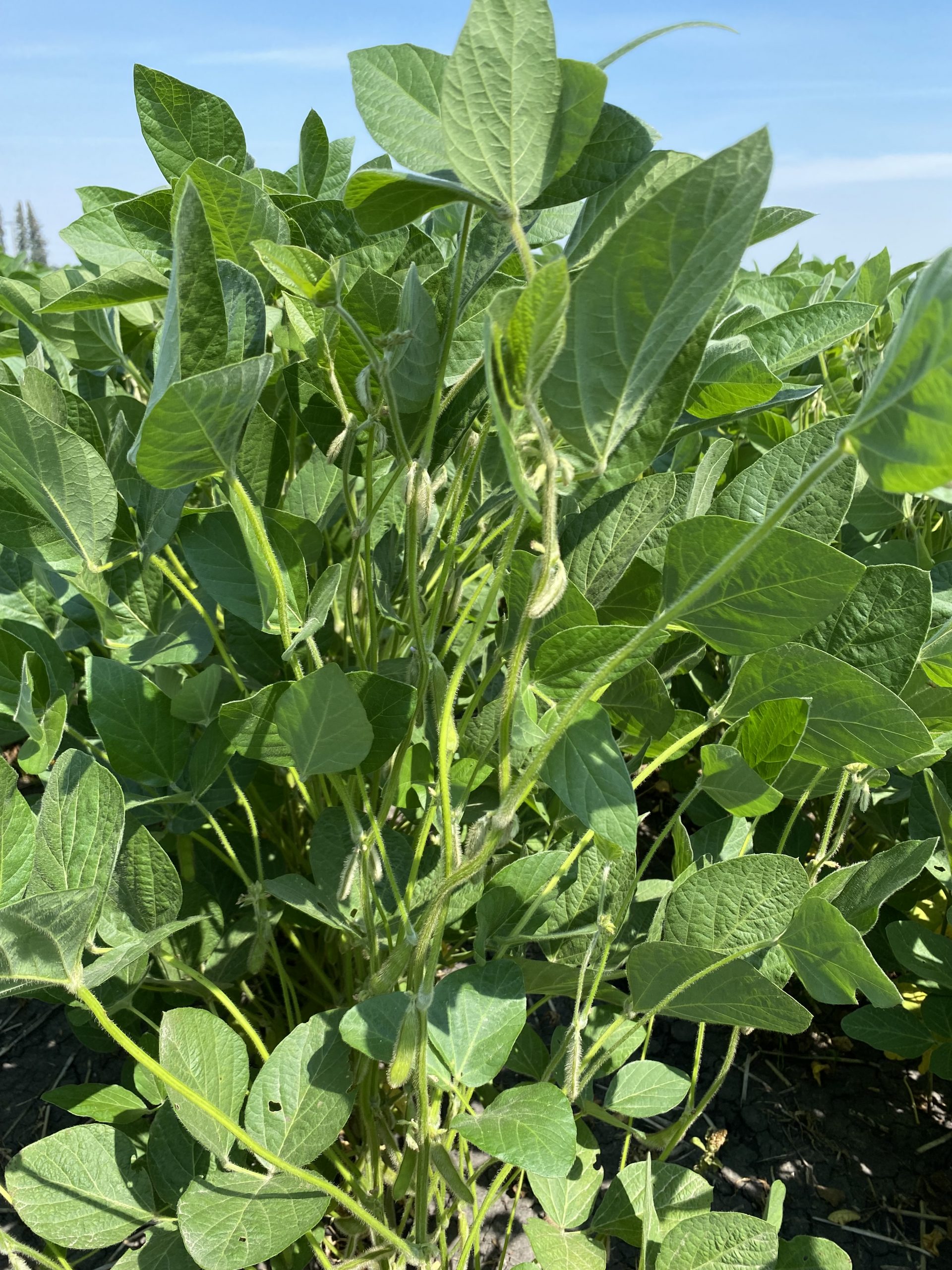 Manitoba Pulse & Soybean Growers