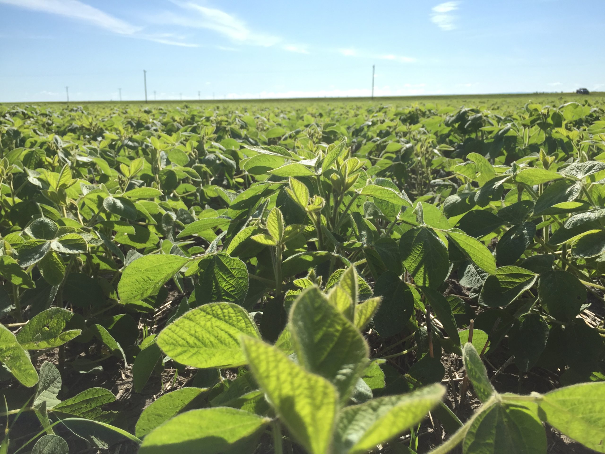 Manitoba Pulse & Soybean Growers