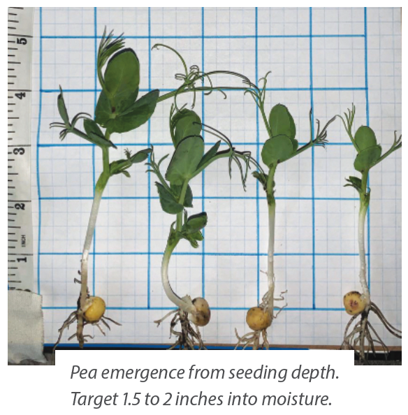 Setting up for Success: Planting tips for high pea yields – Manitoba ...