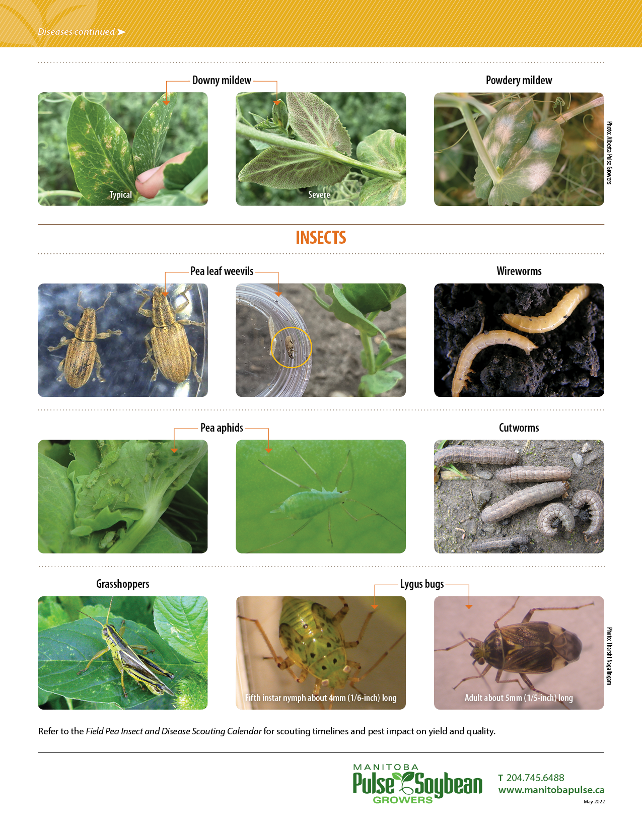 Field Pea Insect and Disease Identification Guide – Manitoba Pulse ...