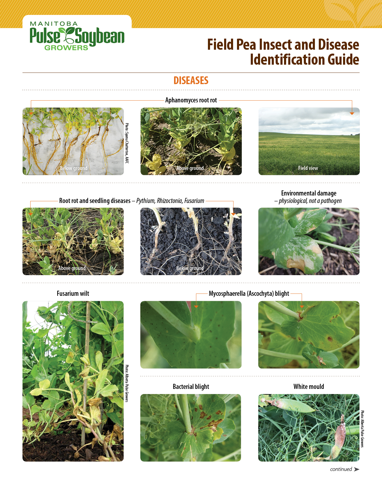 Field Pea Insect and Disease Identification Guide – Manitoba Pulse ...