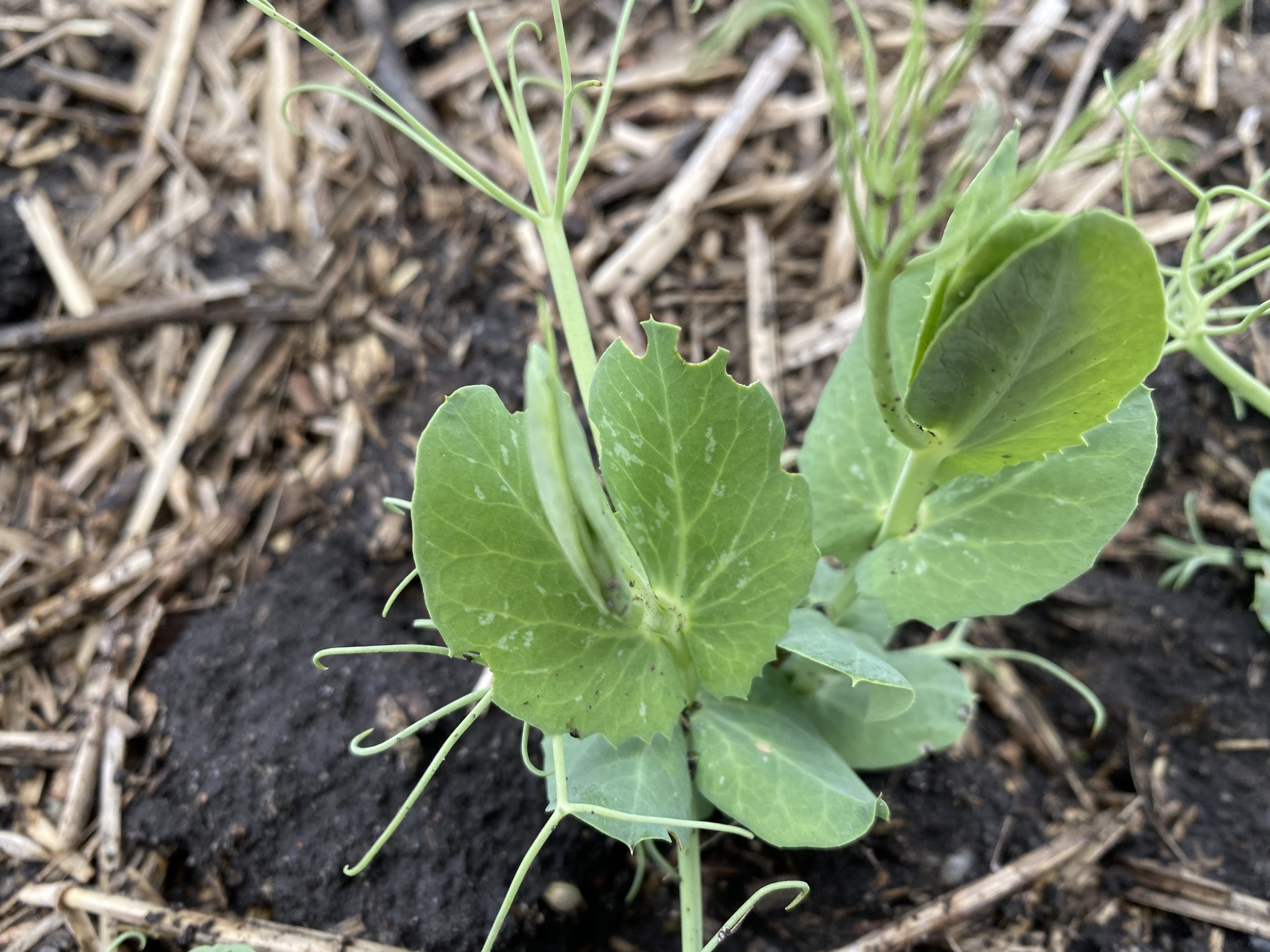 Pea Leaf Weevils – Manitoba Pulse & Soybean Growers