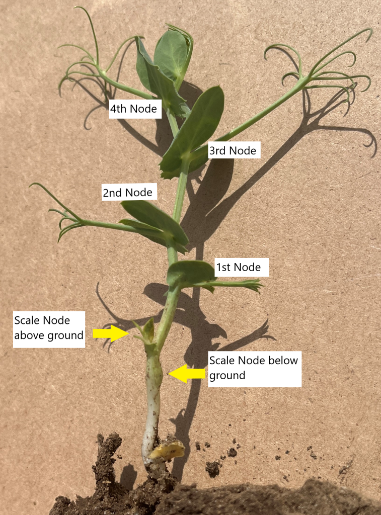 Staging Field Peas for Herbicide Timing – Manitoba Pulse & Soybean Growers
