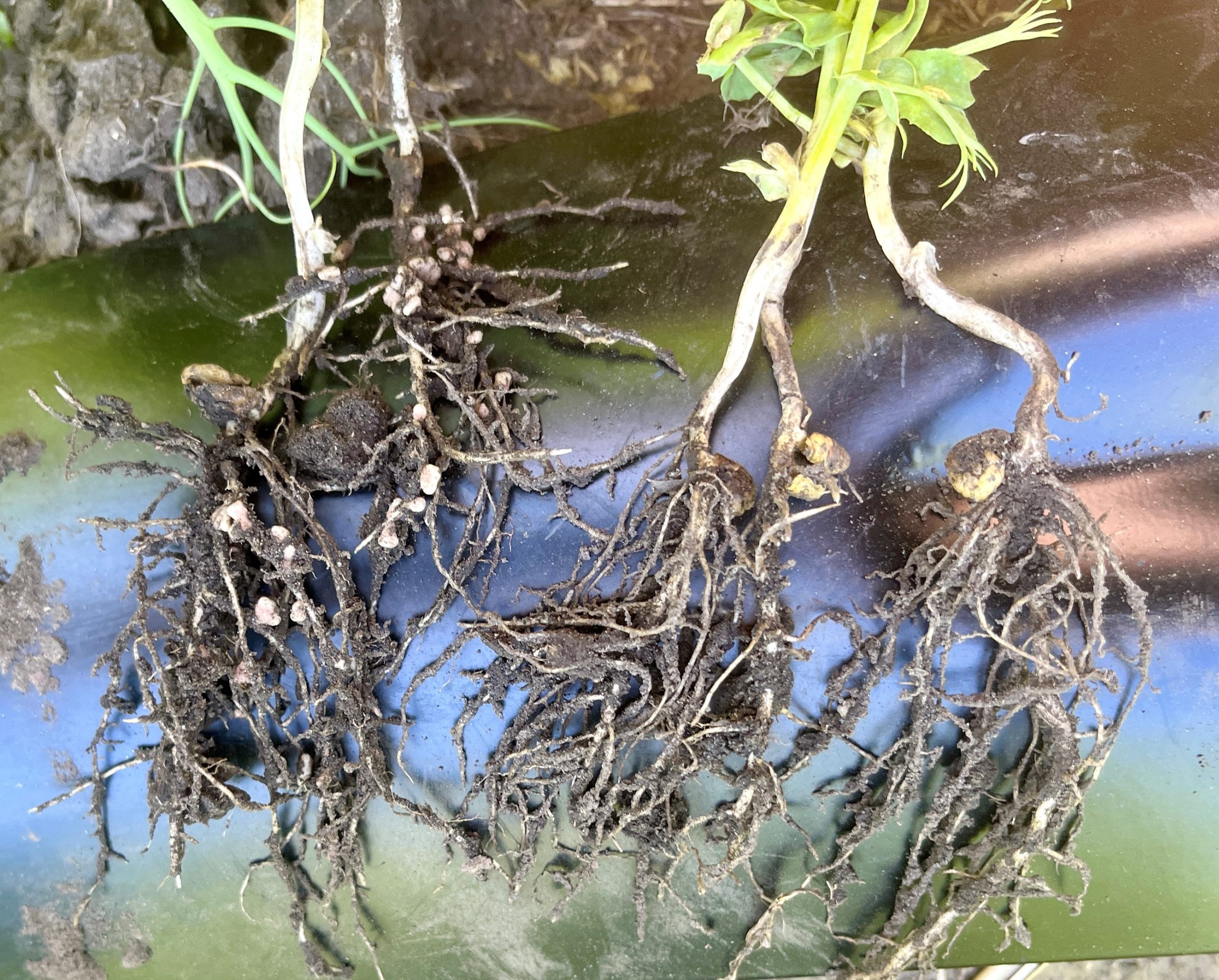 Field Peas Left – Granular Inoculant Right – Bridging and no Inoculant ...