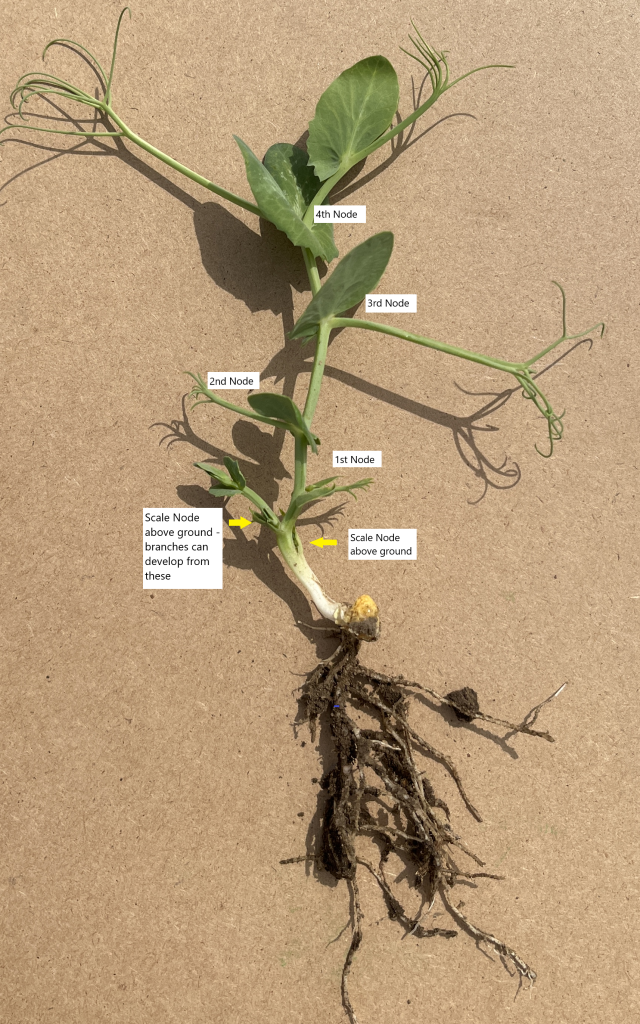 Staging Field Peas for Herbicide Timing – Manitoba Pulse & Soybean Growers