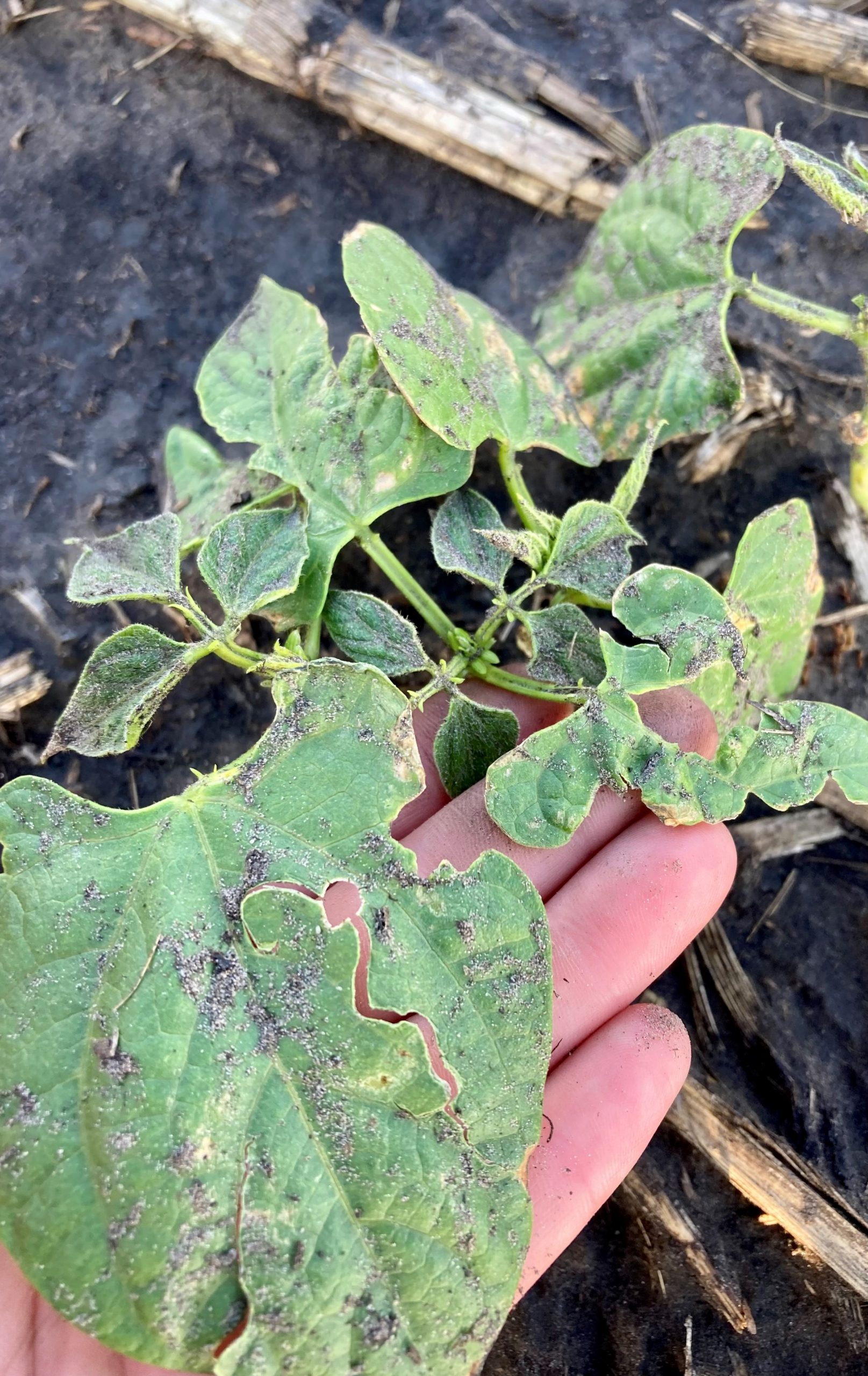 Hail Damage on Dry Beans in Carman June 28 2022. – Manitoba Pulse ...