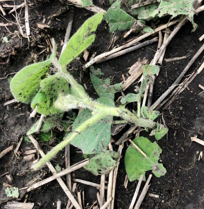 Hail Damage on Soybeans in Treherne, June 27. – Manitoba Pulse ...