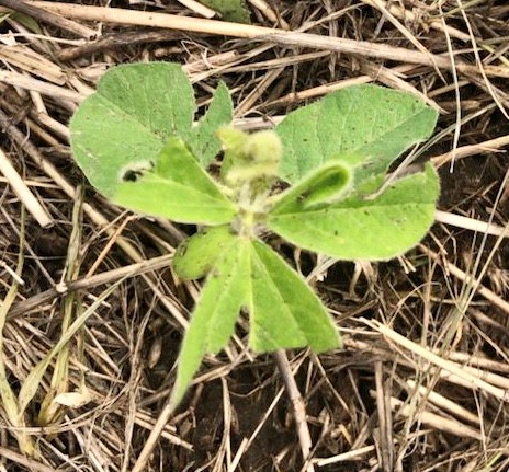 Hail Damage on Soybeans in Treherne, June 27 – Manitoba Pulse & Soybean ...