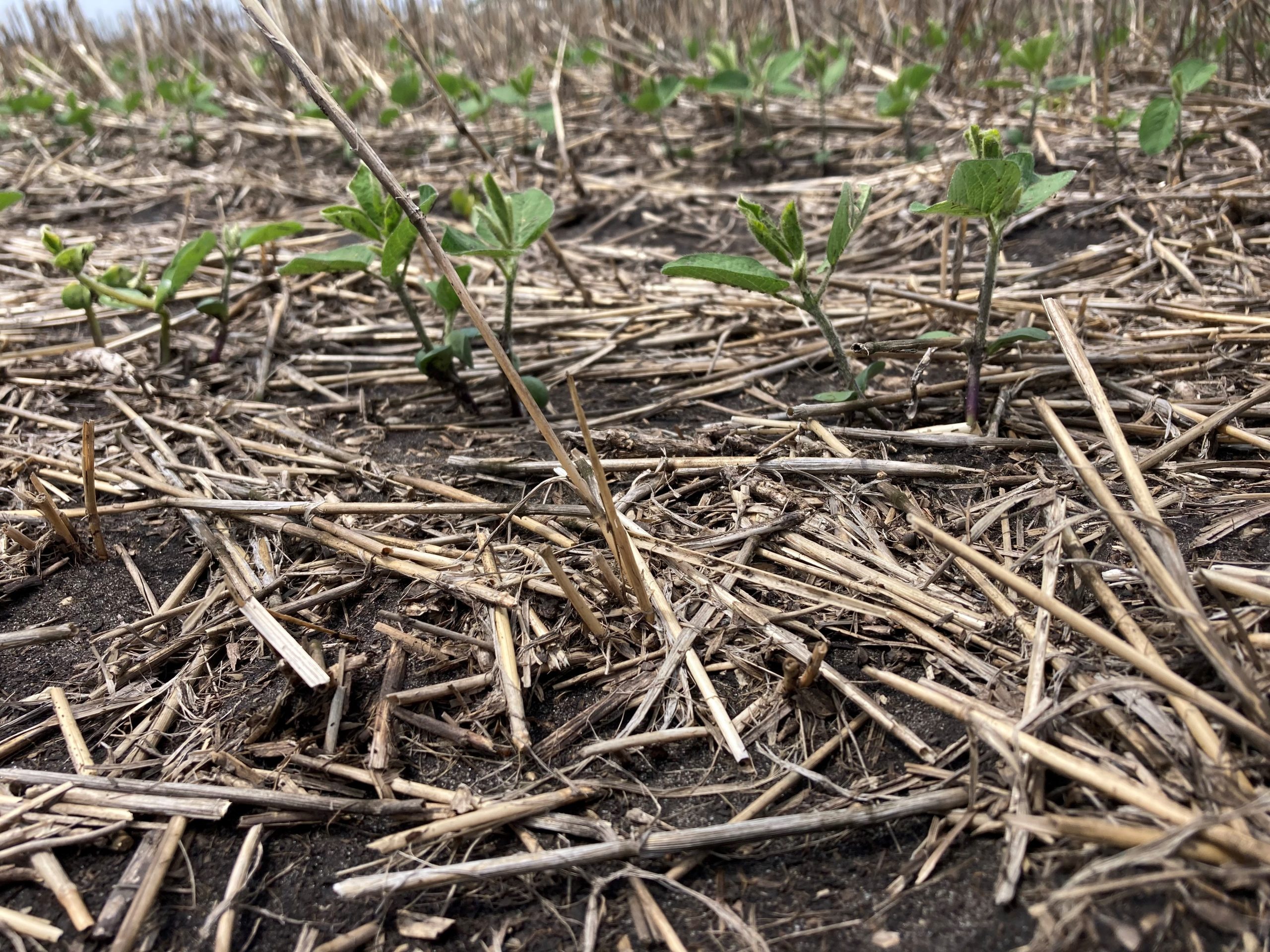 Soybeans VC stage Carman, June 13. Source: Carly Owen – Manitoba Pulse ...