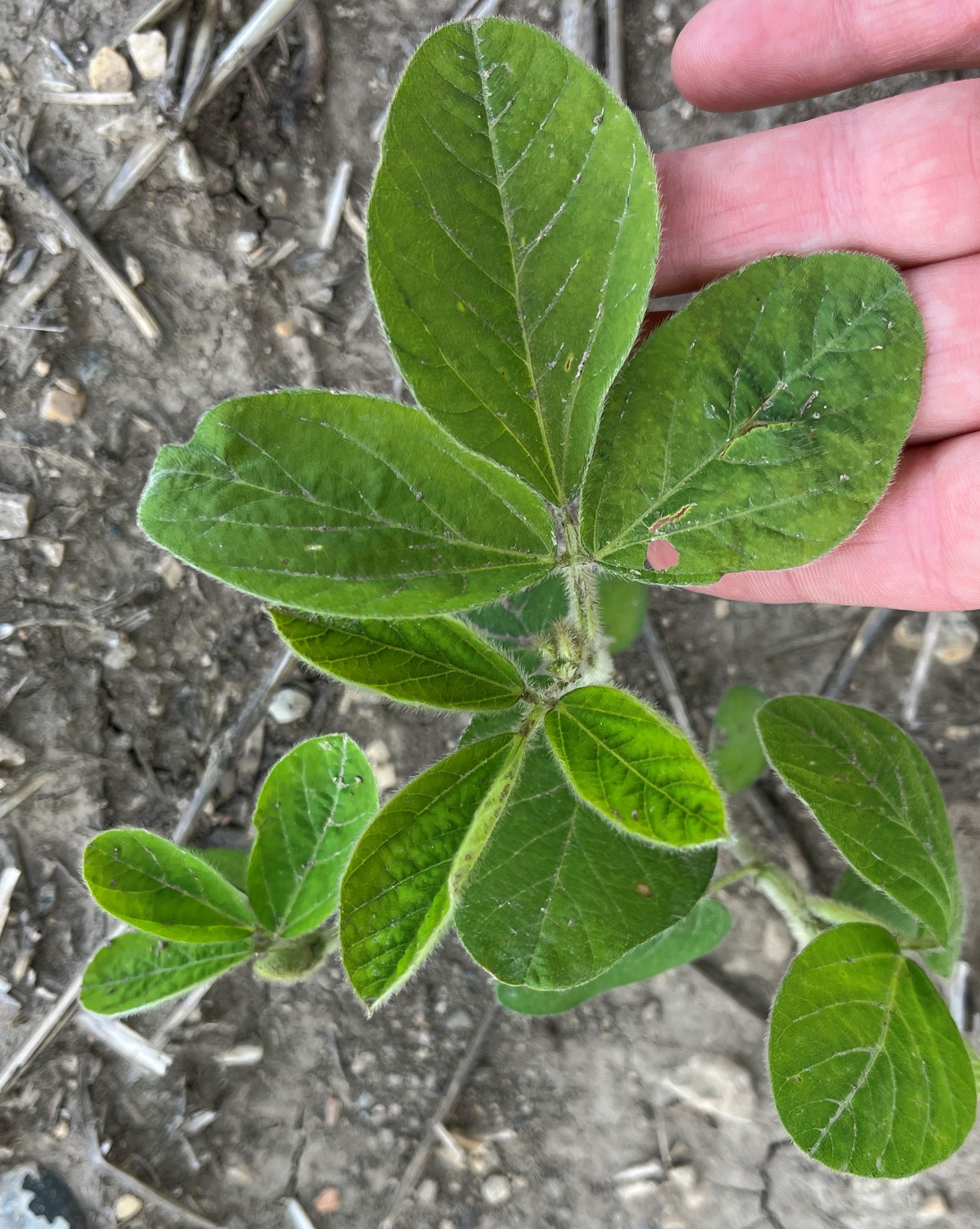 Soybeans at V2 in Treherne, June 27. – Manitoba Pulse & Soybean Growers