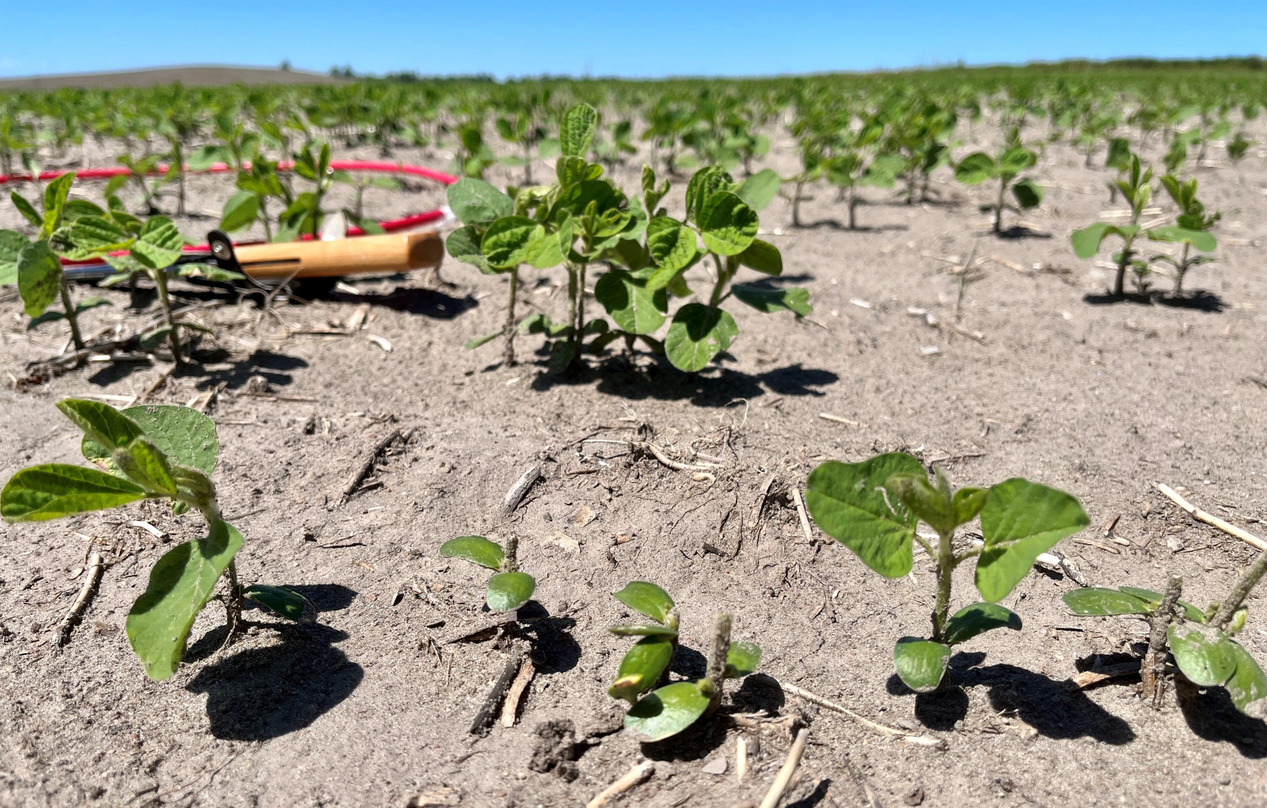 Soybeans at VC – V1 in Notre Dame de Lourdes, June 23 – Manitoba Pulse ...