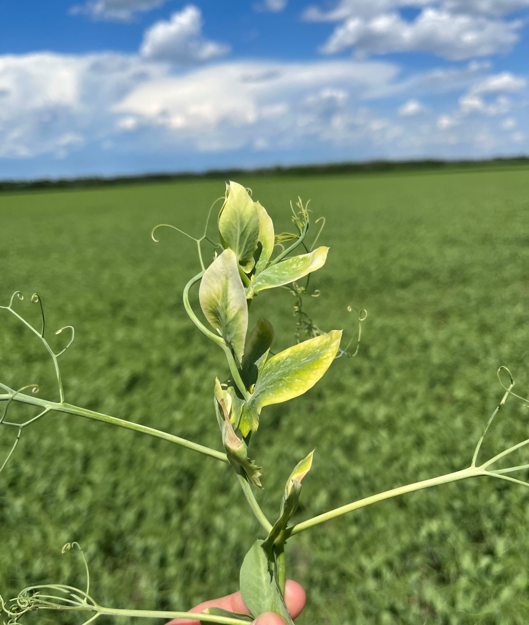Spray Damage Field Peas Booms Open Running Water Roseile June 27 ...