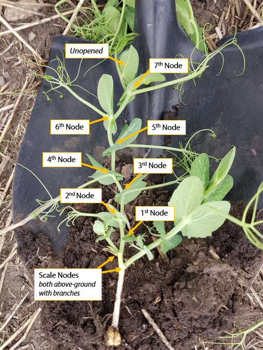 Staging Peas with labels – Manitoba Pulse & Soybean Growers