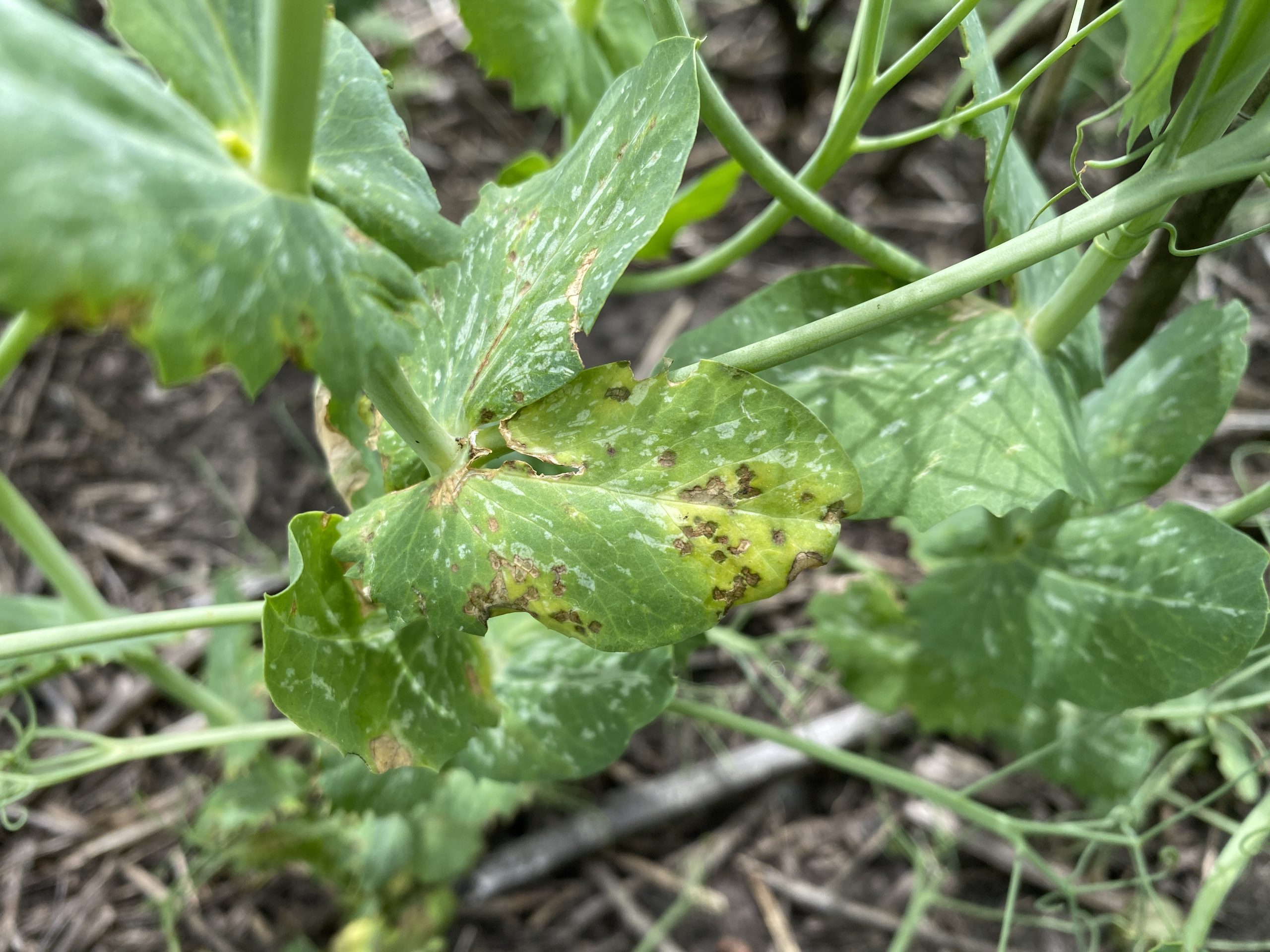 Field Pea Insect and Disease Identification Guide – Manitoba Pulse ...
