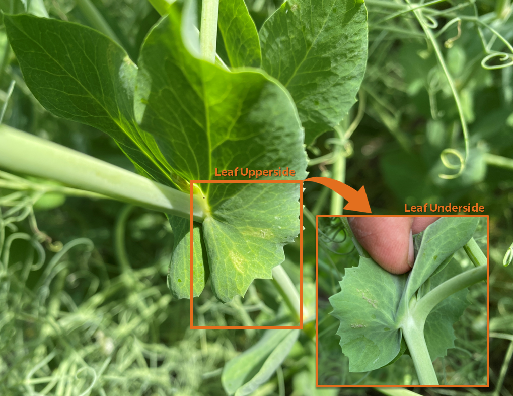 Field Pea Insect and Disease Identification Guide – Manitoba Pulse ...