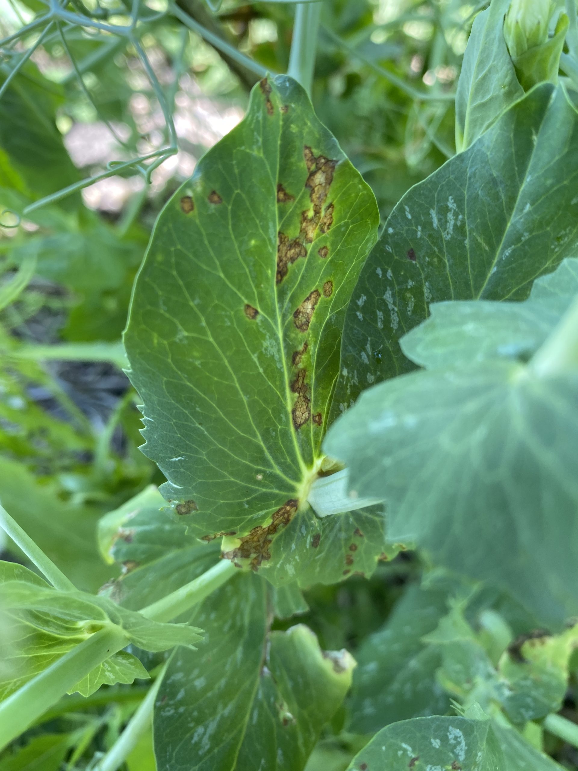 Field Pea Insect and Disease Identification Guide – Manitoba Pulse ...