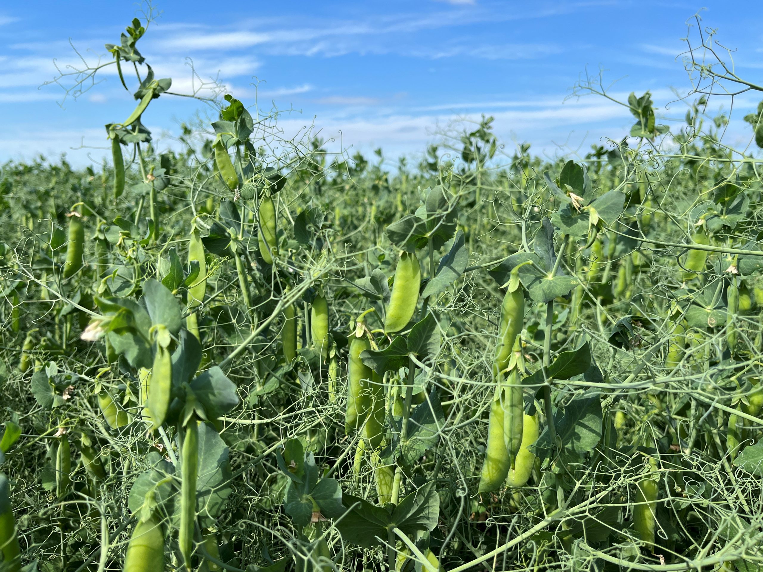 Field peas between R3 and R4 near Roseile on July 18, 2022 – Manitoba ...