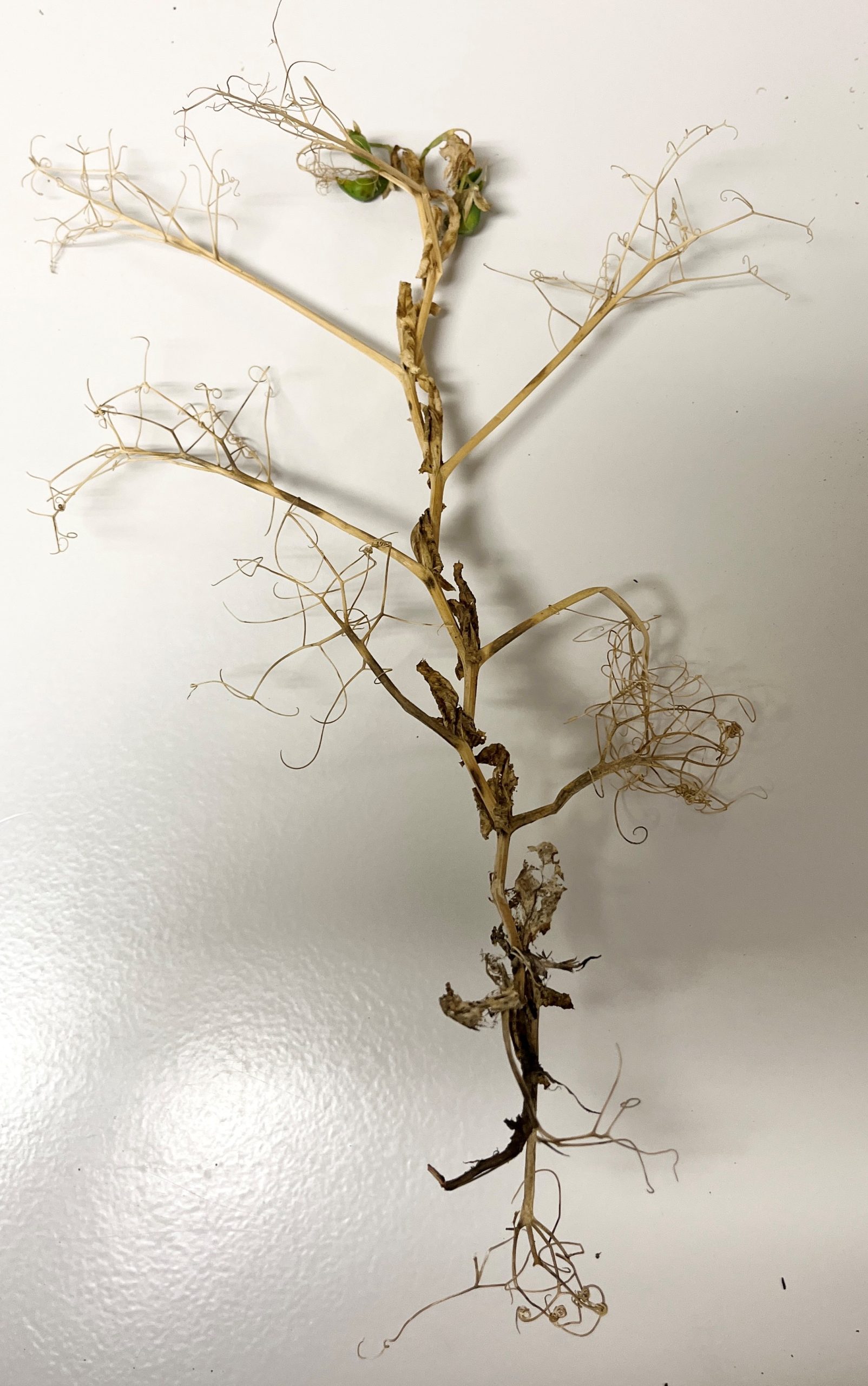 Root rot infection in peas, sent into the crop diagnostic lab for ...