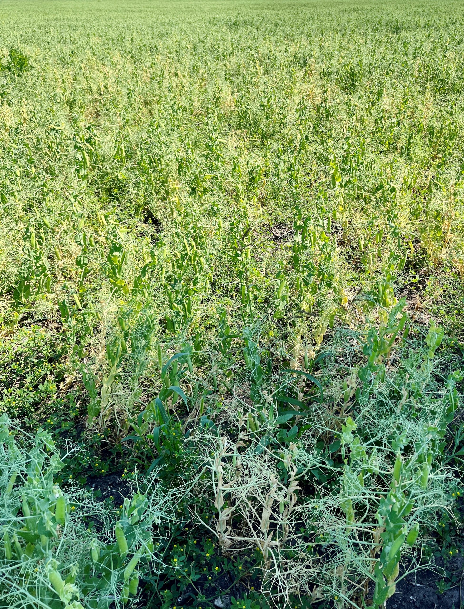 Root rot infection in peas, sent into the crop diagnostic lab for ...