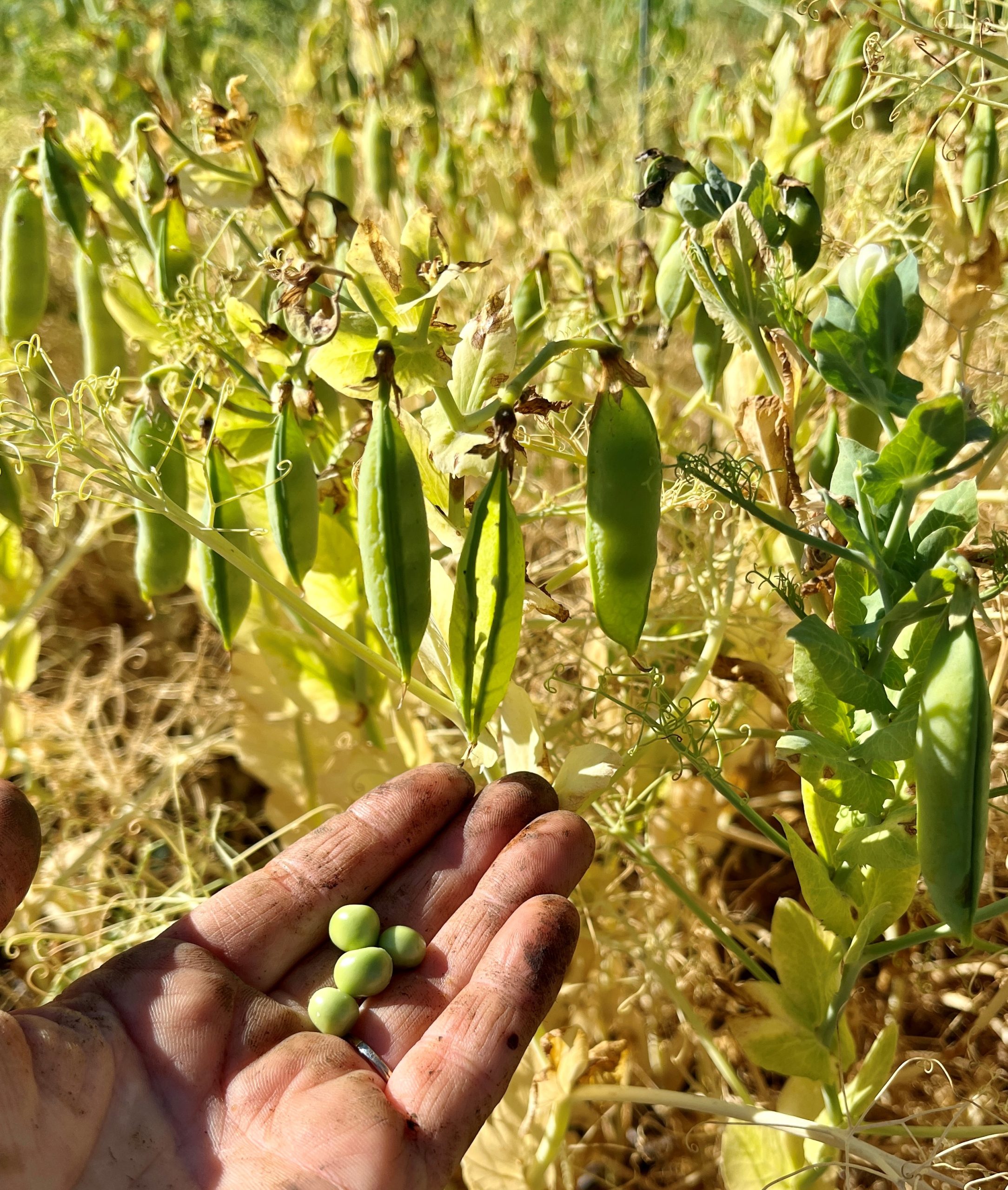 Root rot showing up in field peas on August 8, 2022 – Manitoba Pulse ...