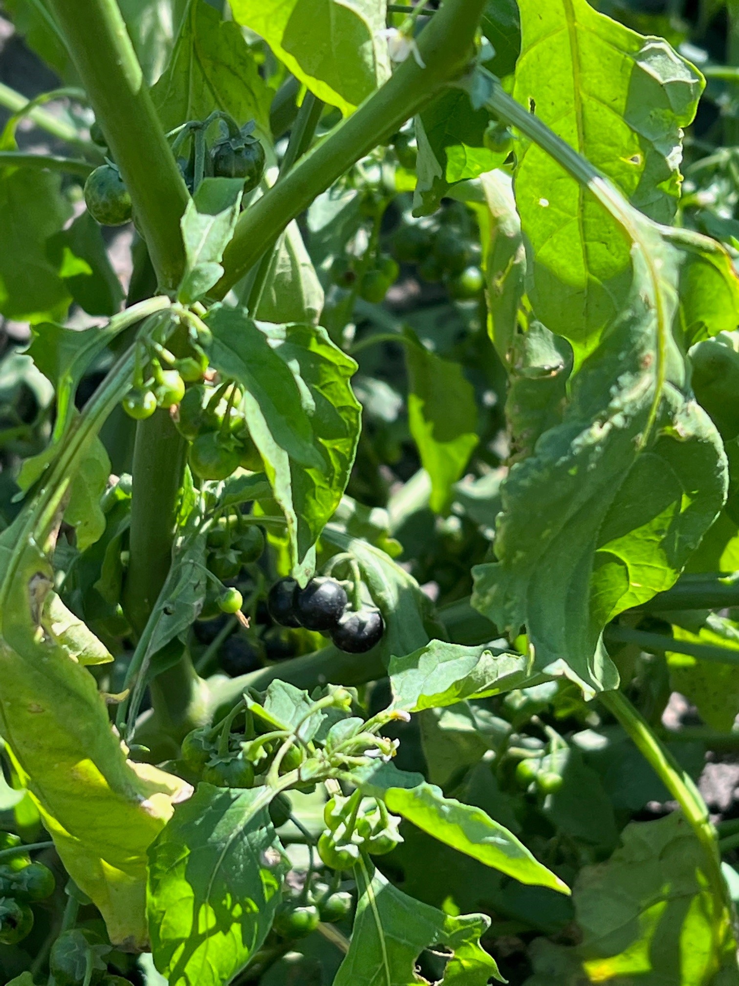 Maturing nightshade weed with green and ripening berries on September 9 ...