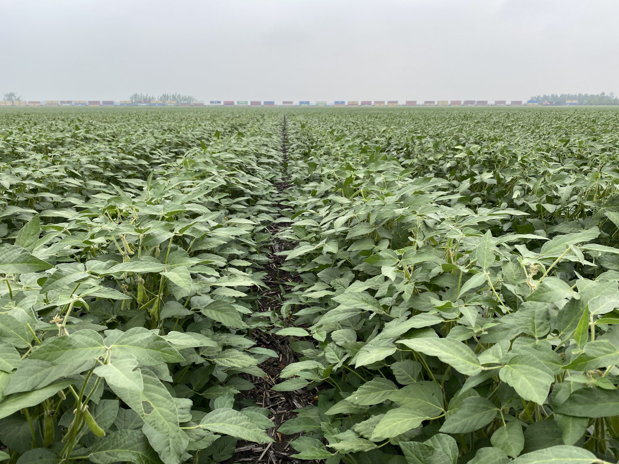 Agronomic Production Guidelines for Soybeans and Pulses – Manitoba ...