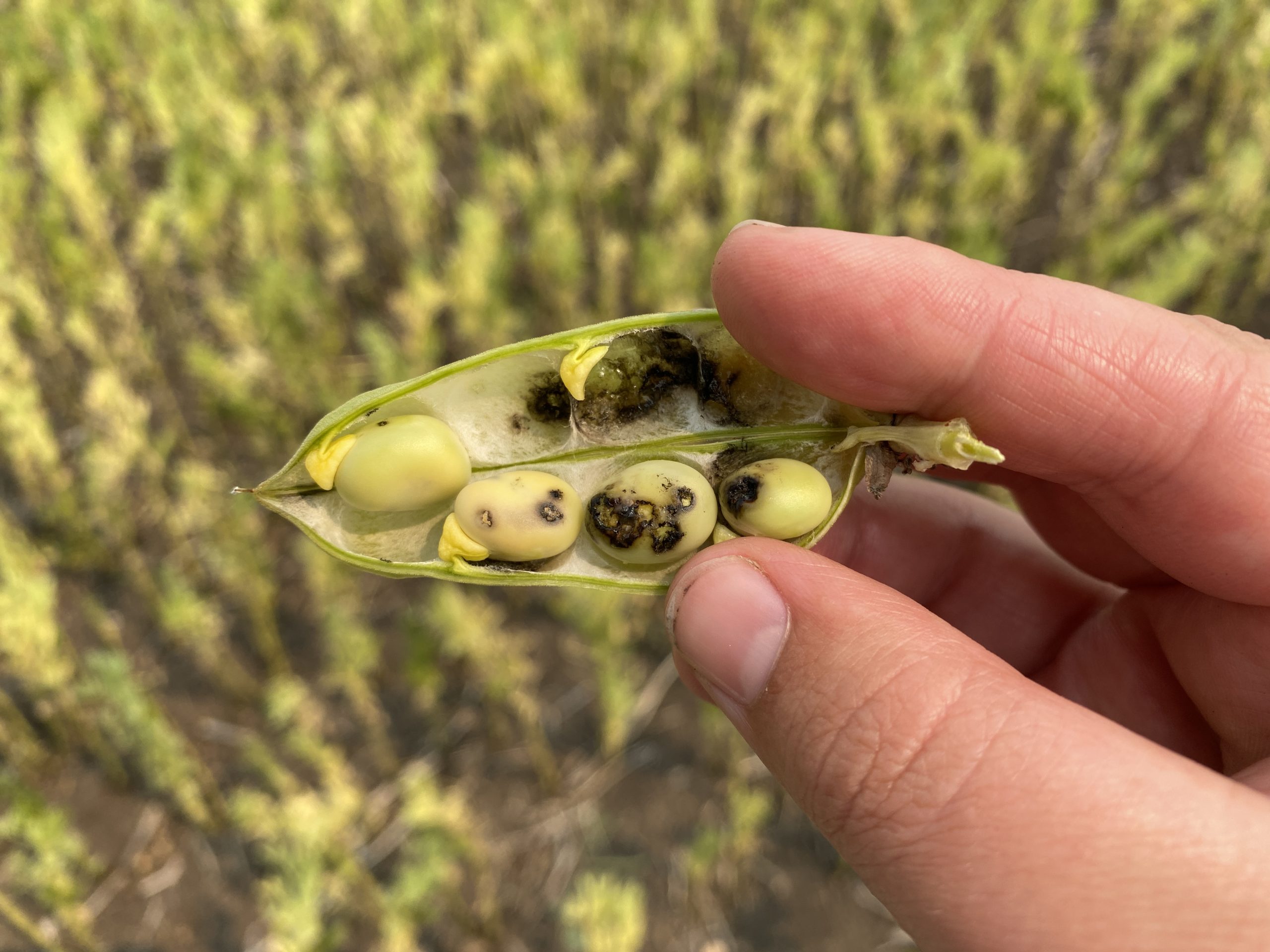 20230803 Swan River Faba Beans Lygus Damage IMG_6705 – Manitoba Pulse ...