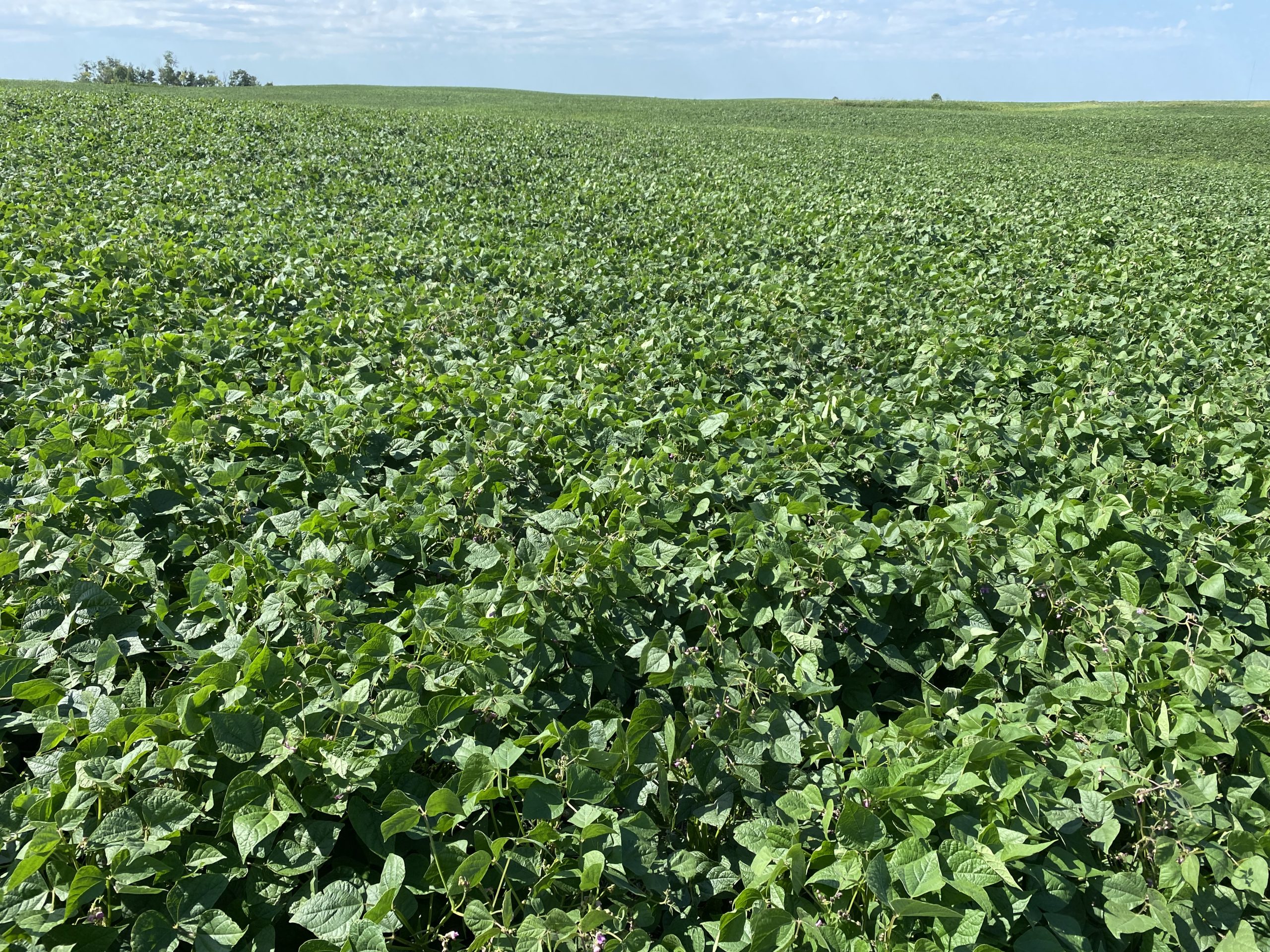 IMG_6603 – Manitoba Pulse & Soybean Growers