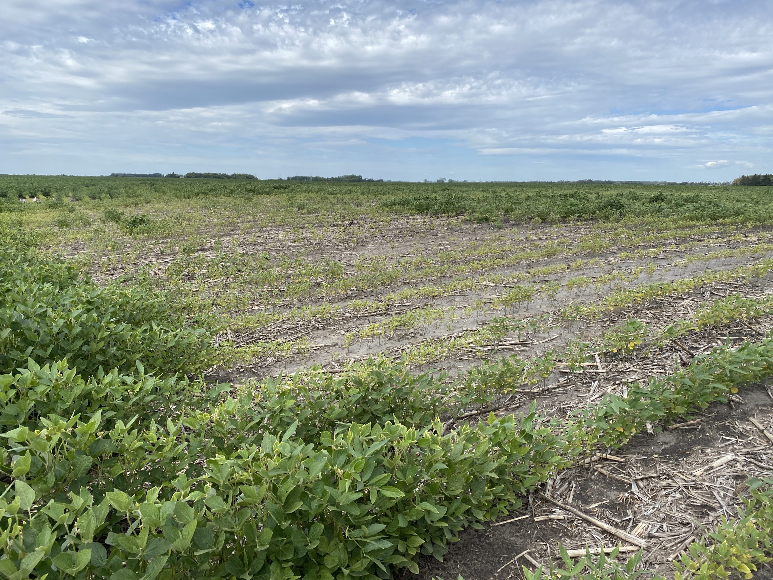 Soybeans – Gr 27 – Manitoba Pulse & Soybean Growers