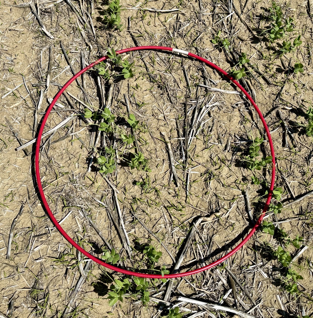 Low plant population – Manitoba Pulse & Soybean Growers