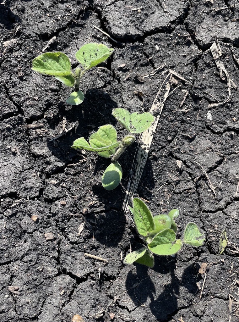 Soybean VC staging May 31 2024 St Jean – Manitoba Pulse & Soybean Growers