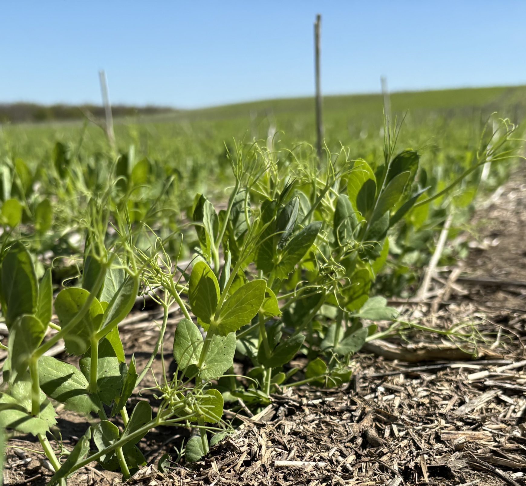 field peas V5 May 29 Lorne – Manitoba Pulse & Soybean Growers
