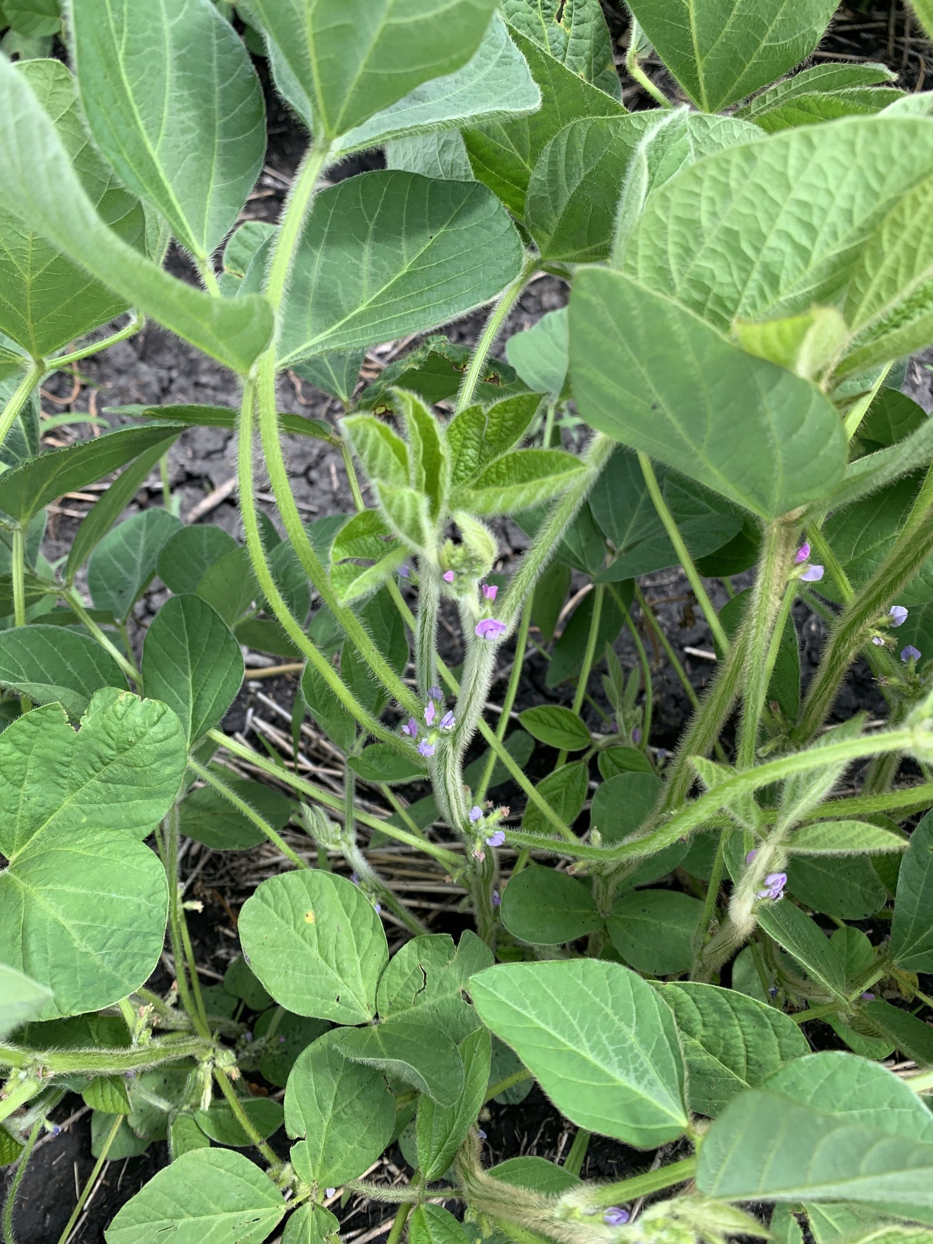 Soybeans at R2 GT – Manitoba Pulse & Soybean Growers