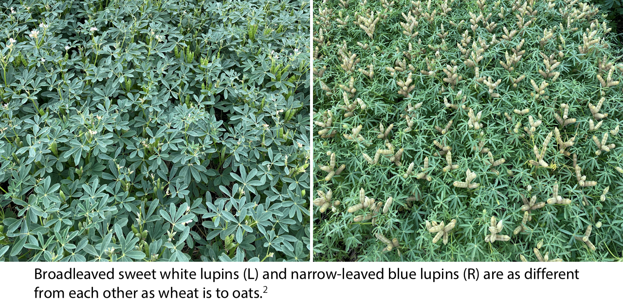 Lupin Production Guidelines – Manitoba Pulse & Soybean Growers